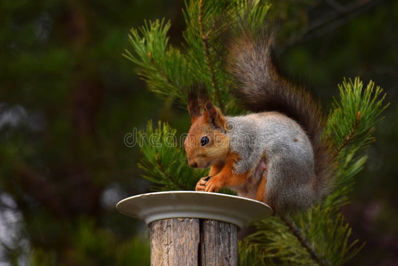 Esquilo Com Orelhas Lisas Comendo Nozes Do Prato Na Cerca Foto de Stock ...