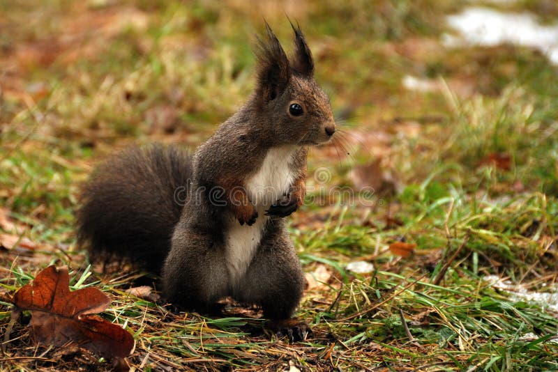 Esquilo de Brown com coco foto de stock. Imagem de verde - 46932658