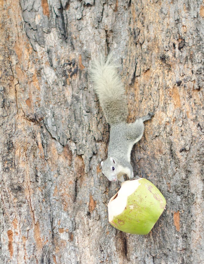 Esquilo vermelho com coco foto de stock. Imagem de animal - 46932514