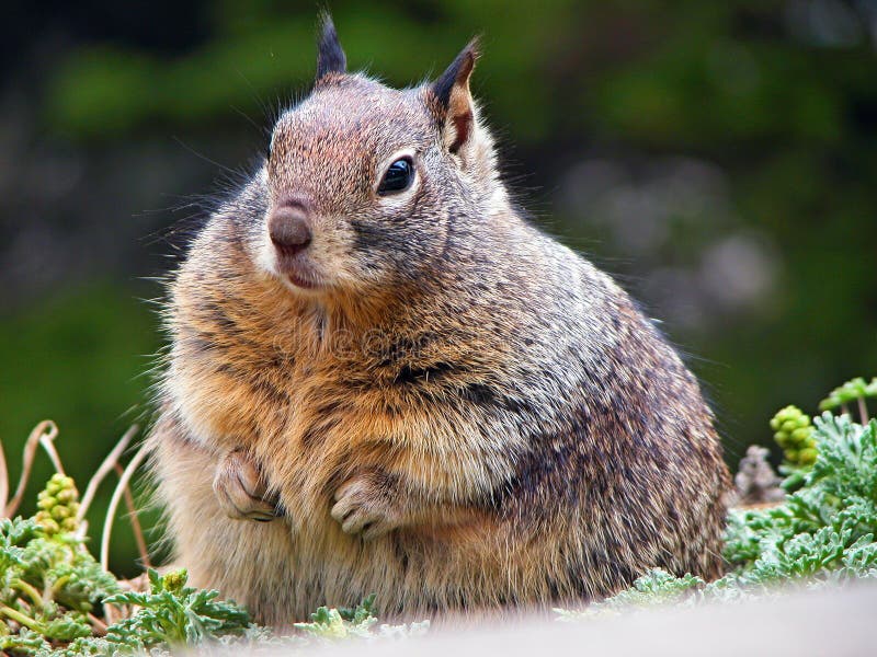 Esquilo gordo imagem de stock. Imagem de gordo, preto - 28396691
