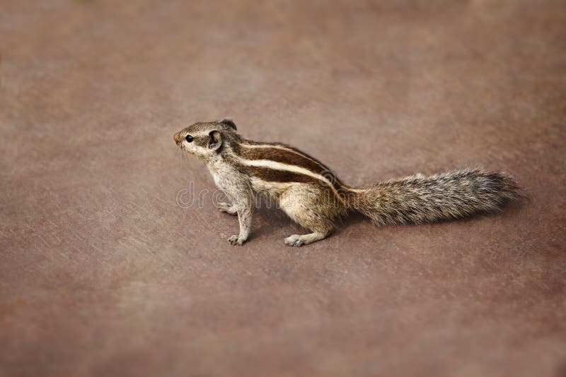 Esquilo Indiano Da Palma No Fundo Marrom Foto de Stock - Imagem de ...