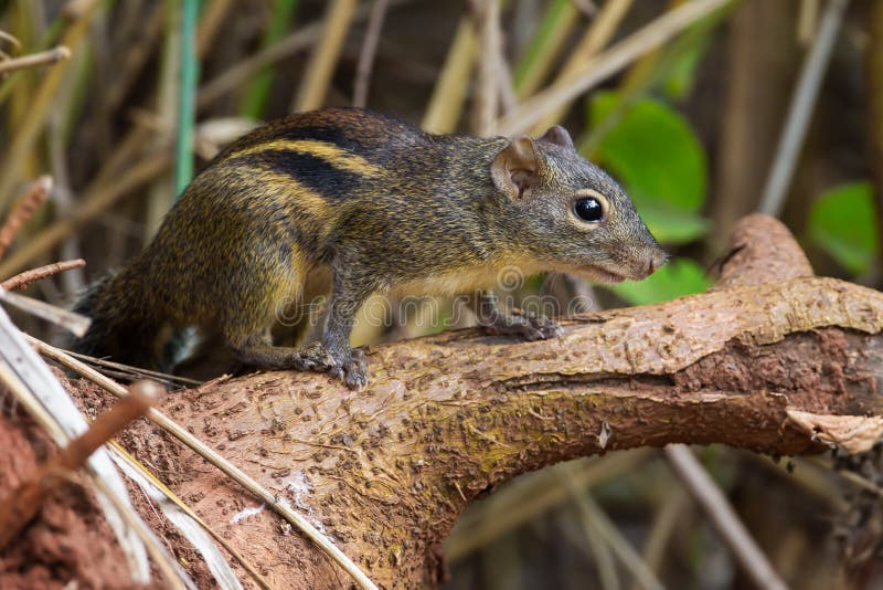 Um Esquilo Listrado Que Come a Casca Exterior Imagem de Stock - Imagem ...