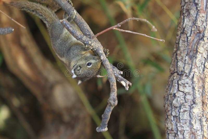 Esquilo Do Swinhoei De Tamiops Que Come a Porca Na Mesa De Madeira ...