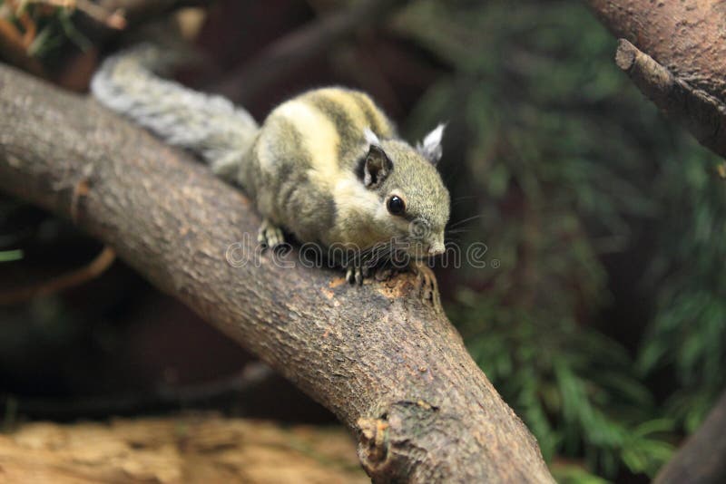 Esquilo Listrado Himalaia (mcclellandii De Tamiops) Imagem de Stock ...
