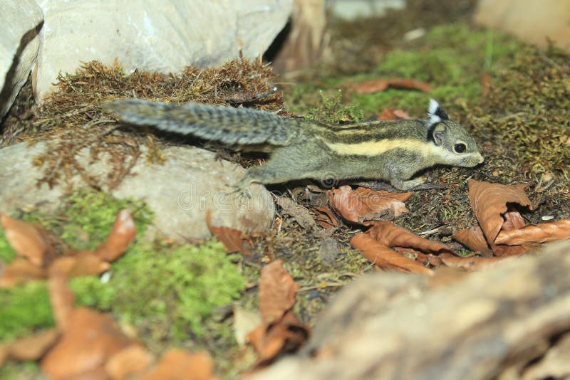Esquilo Listrado Himalaia (mcclellandii De Tamiops) Imagem de Stock ...