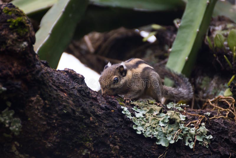 Um Esquilo Listrado Que Come a Casca Exterior Imagem de Stock - Imagem ...