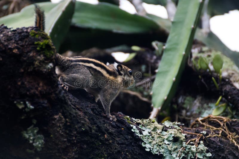 Esquilo listrado Himalaia imagem de stock. Imagem de birmanês - 34988003