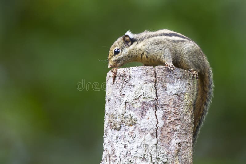 Esquilo listrado Himalaia imagem de stock. Imagem de birmanês - 34988003