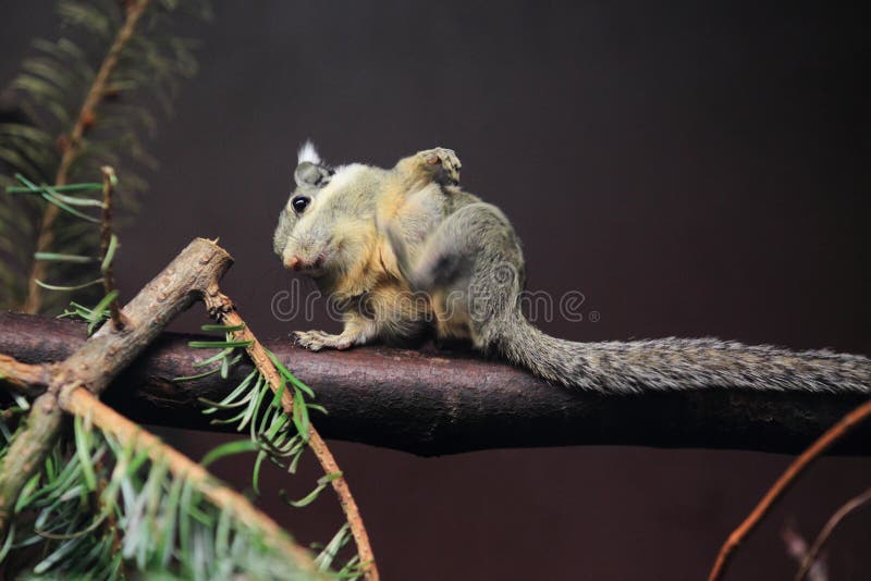 Esquilo listrado ocidental foto de stock. Imagem de listrado - 34926146