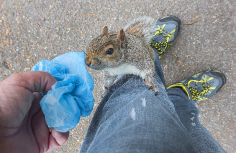 Esquilo no parque imagem de stock. Imagem de james, fauna - 77354117