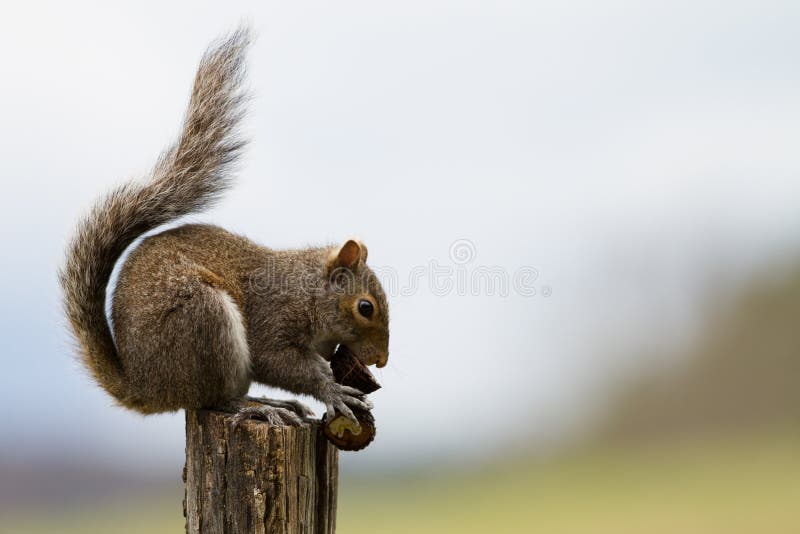 Esquilo que come a bolota foto de stock. Imagem de madeira - 131199020