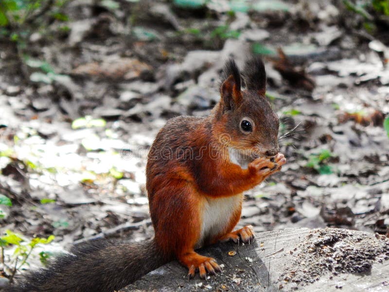 Esquilo Que Come Na Floresta Foto de Stock - Imagem de grupos, floresta ...