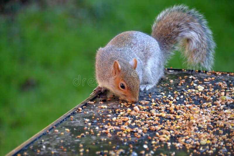 Esquilo Que Come Sementes De Uma Tabela Imagem de Stock - Imagem de ...