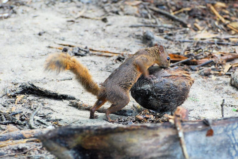 Esquilo com coco foto de stock. Imagem de roedor, pele - 46932452