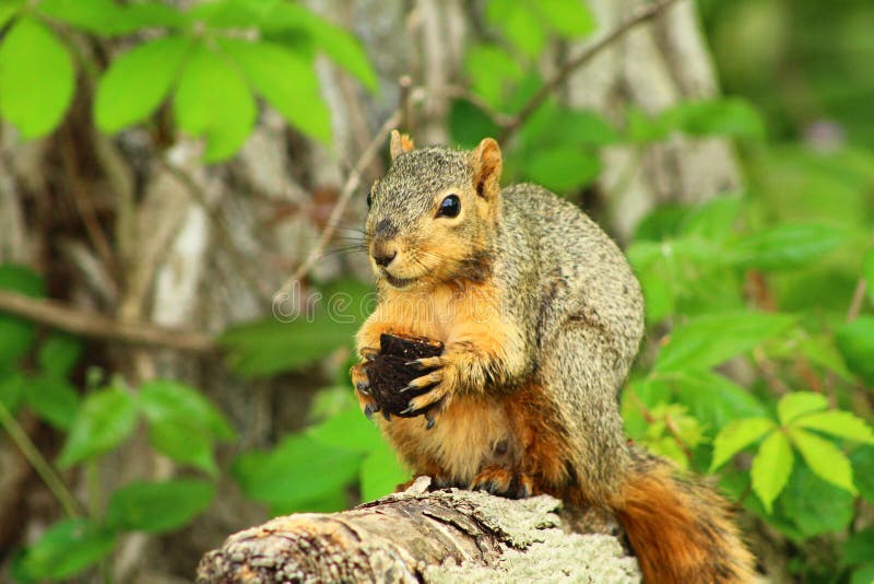 Esquilos foto de stock. Imagem de comer, filial, munchia - 249402982