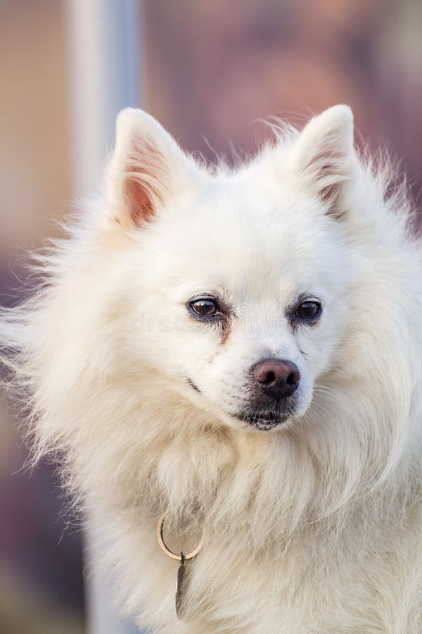Samoyed, Cão Eskimo Americano Foto de Stock - Imagem de linhagem ...
