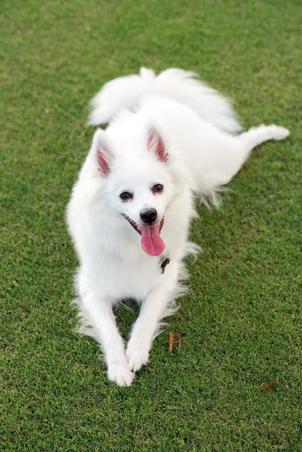 Esquimó americano na grama foto de stock. Imagem de ativo - 117911768