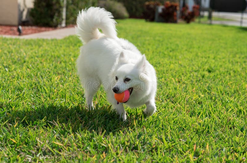 Esquimó americano na grama imagem de stock. Imagem de boca - 132891307