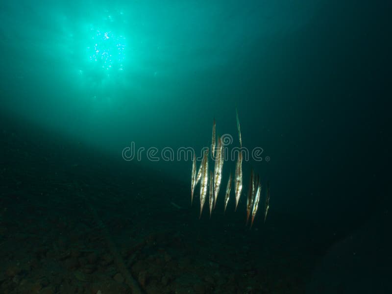 Essaim Des Poissons De Rasoir Photo stock - Image du essaim, scaphandre ...