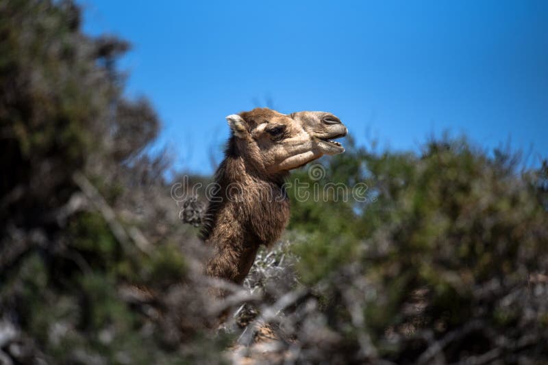 Atlantic Camelback Stock Photos - Free & Royalty-Free Stock Photos from ...