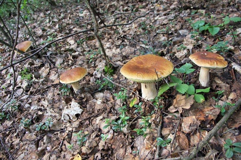 Essbarer Pilz-Boletus Essbar Im Wald Stockfoto - Bild von herbst, braun ...