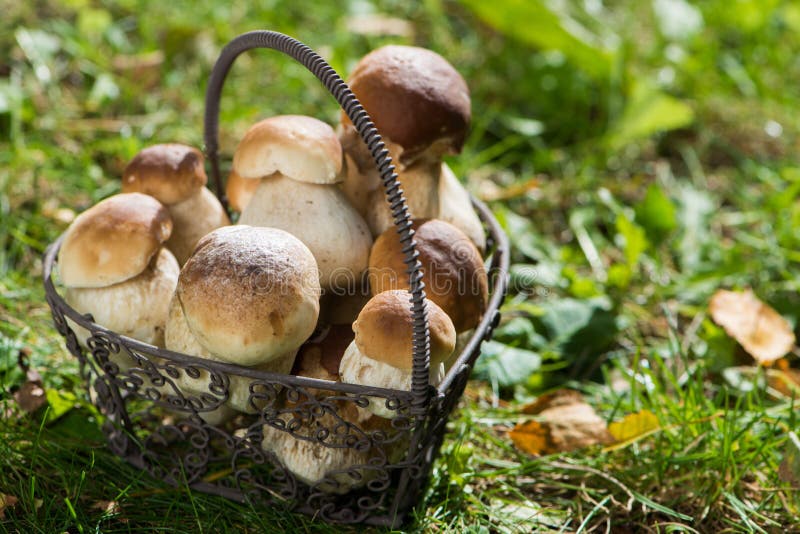 Essbare Pilze stockfoto. Bild von saisonal, botanik, nave - 16053270