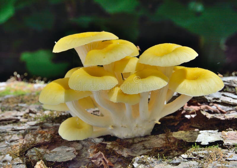 Essbare Pilze 1 stockbild. Bild von frische, essen, draussen - 138192507