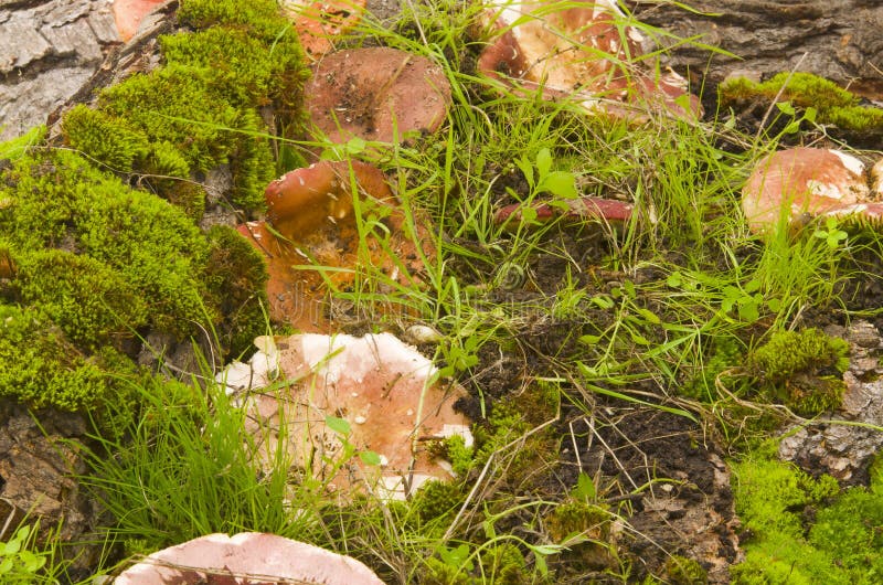 Essbare Waldpilze stockfoto. Bild von farbe, feinschmecker - 27824432