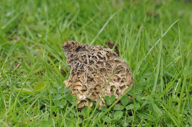 Essbarer Morchel-Pilz stockfoto. Bild von frühling, england - 24310684
