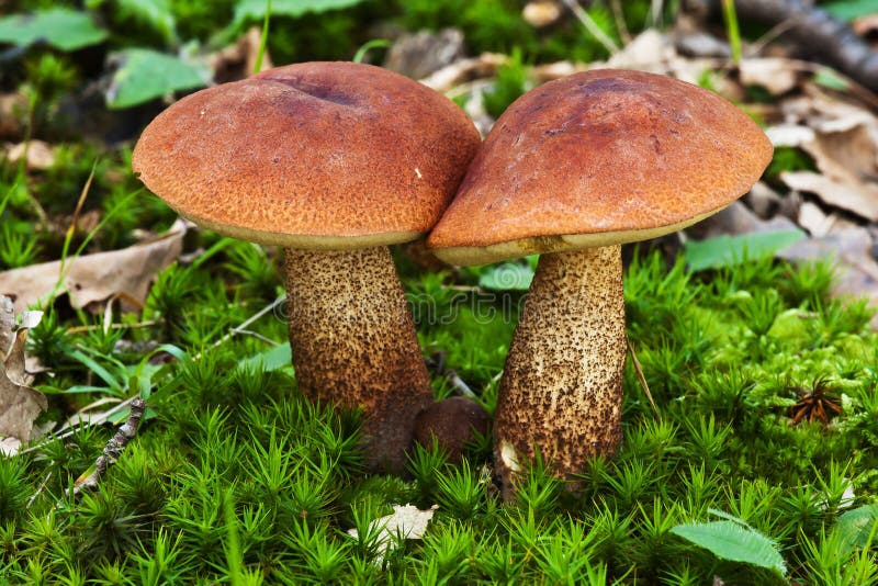 Zwei essbare Pilze stockbild. Bild von wachsen, essbar - 16316267