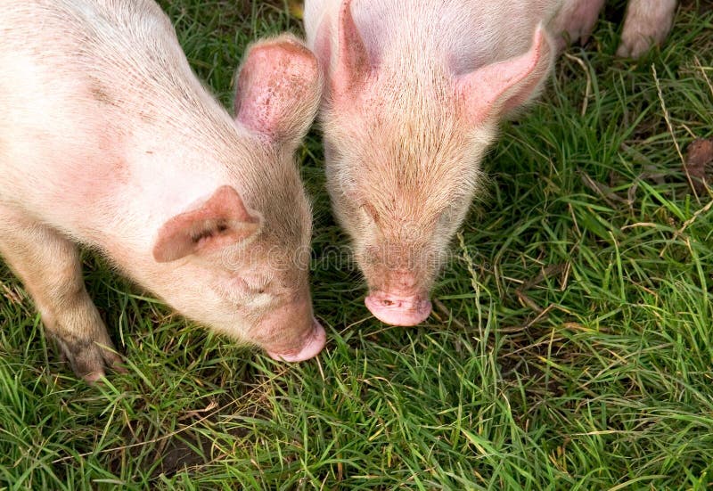 Essen der Schweine stockbild. Bild von abstichgraben - 13022747