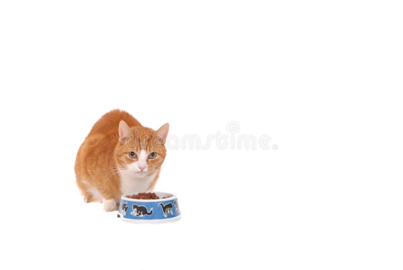 Essen der Katze stockfoto. Bild von säugetier, tier, ernährung - 3451732