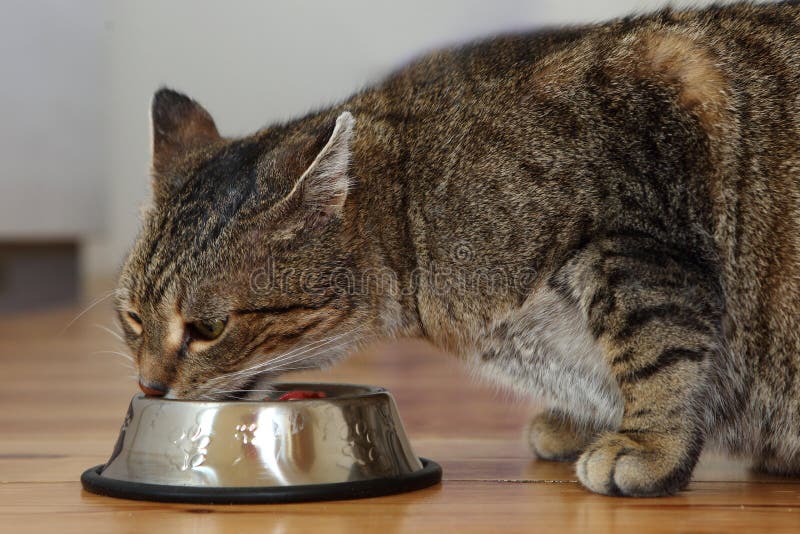 Essen der Katze stockbild. Bild von greifer, mahlzeit - 50174043