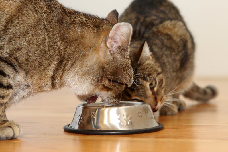 Essen der Katze stockbild. Bild von greifer, mahlzeit - 50174043