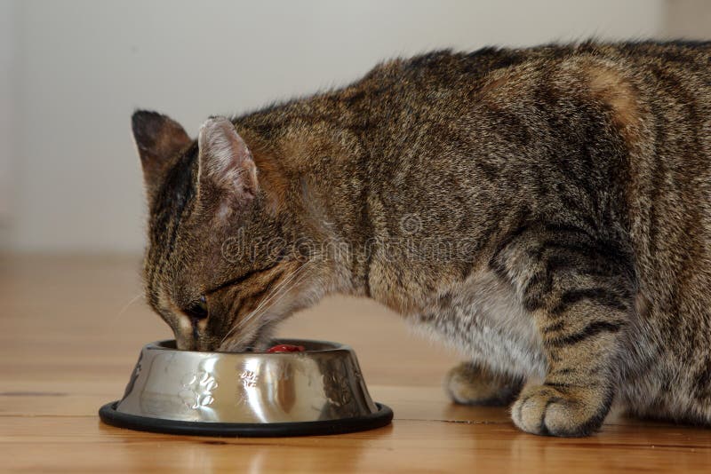Essen der Katze stockbild. Bild von pelz, rand, fußboden - 50174043