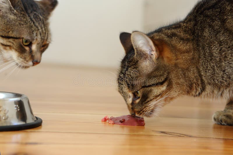Essen der Katze stockbild. Bild von greifer, mahlzeit - 50174043