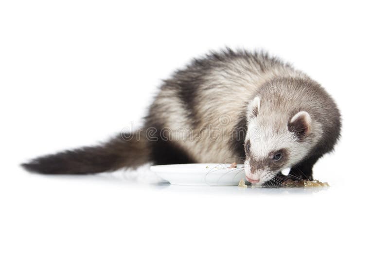 Essen des Frettchens stockfoto. Bild von anstarren, iltis - 36396016