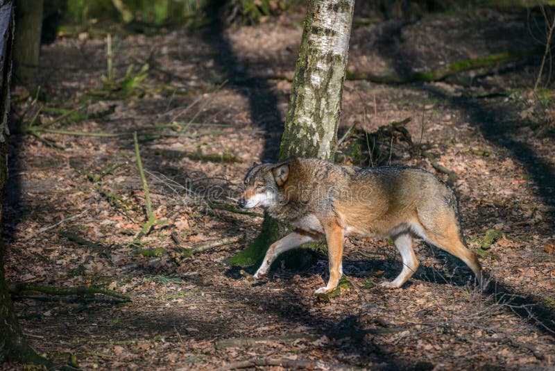 Wolf im Wald stockbild. Bild von wald, tiere, fleischfresser - 144689843