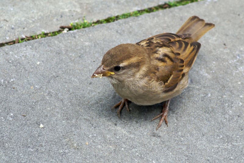 Essen des Spatzen stockfoto. Bild von tier, essen, vogel - 2881492