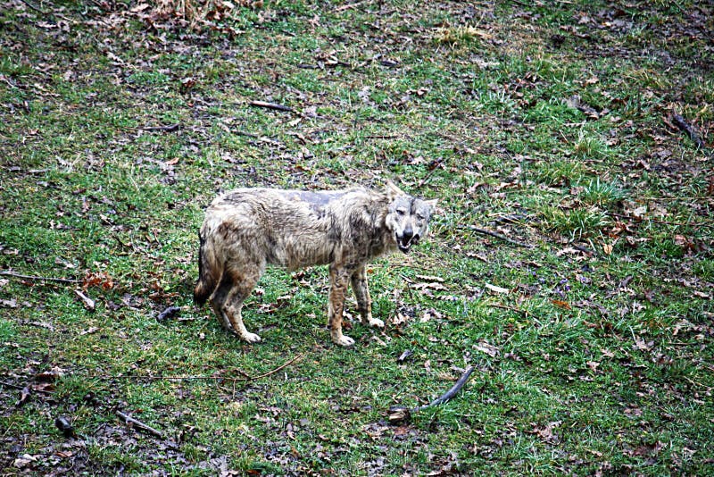 Wolf (Canis Lupus) essen stockbild. Bild von essen, gesicht - 18427917