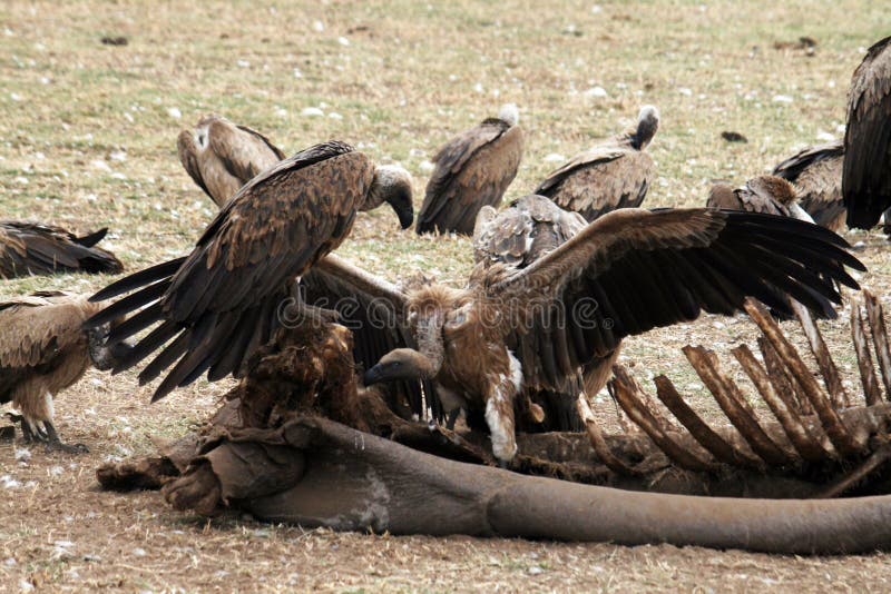 Essende Geier - Serengeti, Tanzania, Afrika Stockfoto - Bild von groß ...
