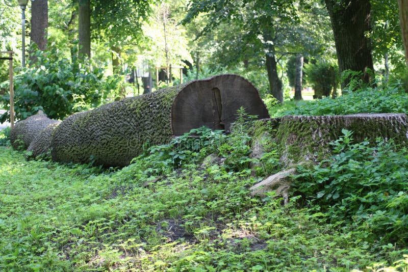 Cut Down Tree Covered with Invasive Moss. Stock Photo - Image of forest ...