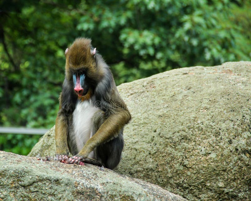 Essender Affe, Berlin Zoo stockfoto. Bild von fallhammer - 59672836