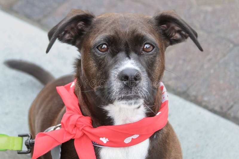 The American Pit Bull Terrier is a Medium-sized Asith a Short Coat and ...