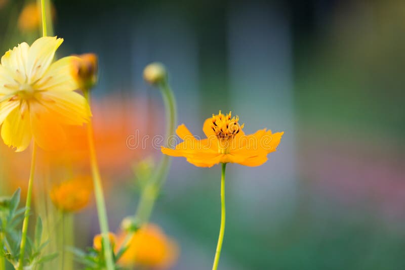 Essential and Flower Background Stock Image - Image of website, serve ...