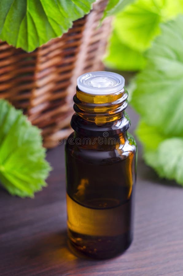 Essential geranium oil stock photo. Image of extract - 49869102