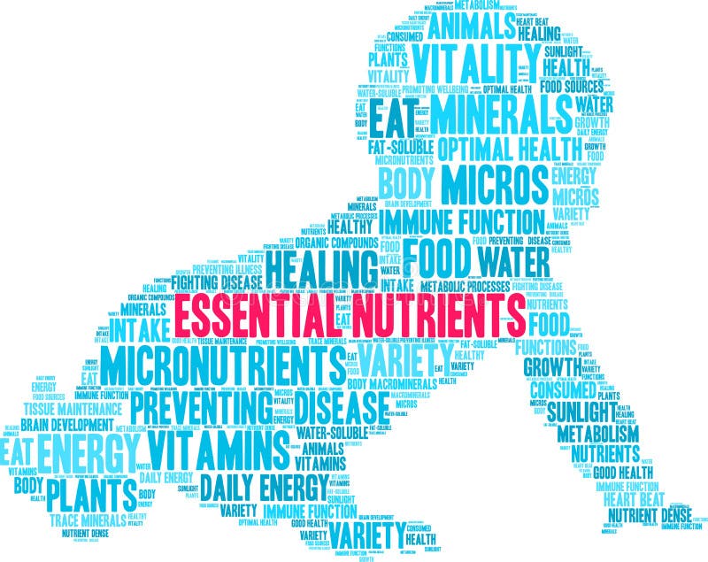 Essential Nutrients Word Cloud Stock Vector - Illustration of ...