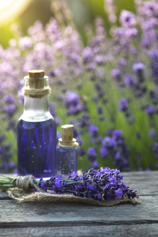 Essential Oil Bottle and Lavender Flowers Field Stock Image - Image of ...