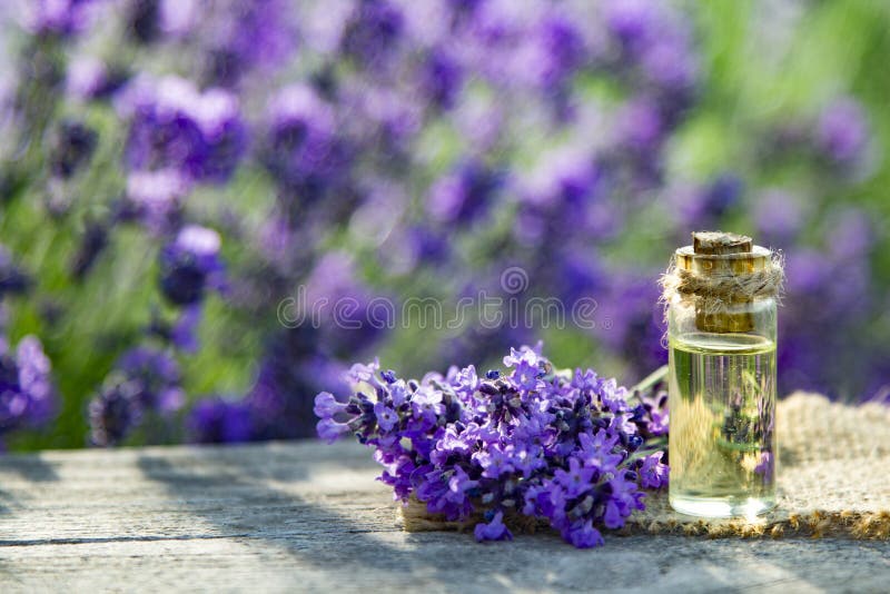 Essential Oil Bottle and Lavender Flowers Field Stock Image - Image of ...