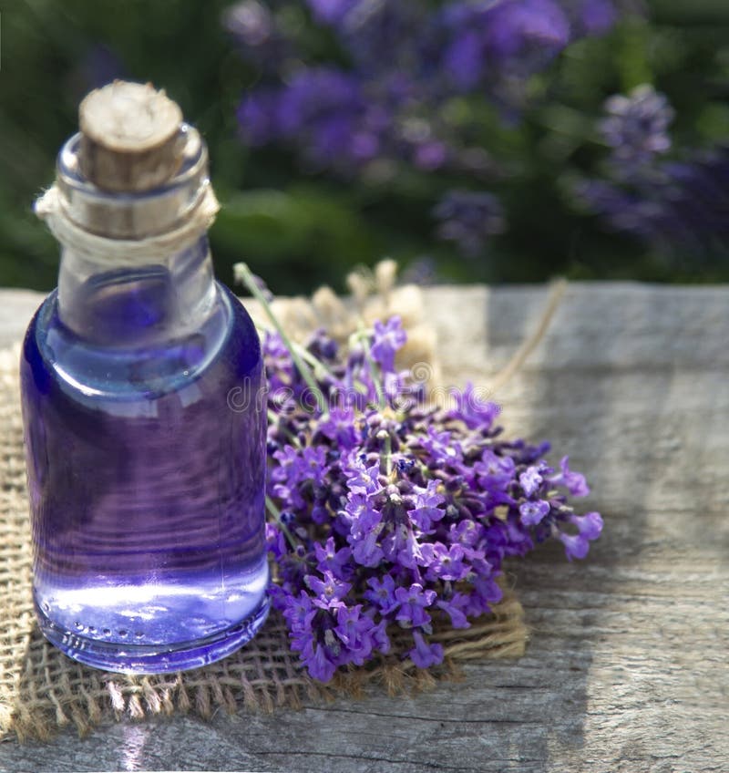 Essential Oil Bottle and Lavender Flowers Field Stock Photo - Image of ...